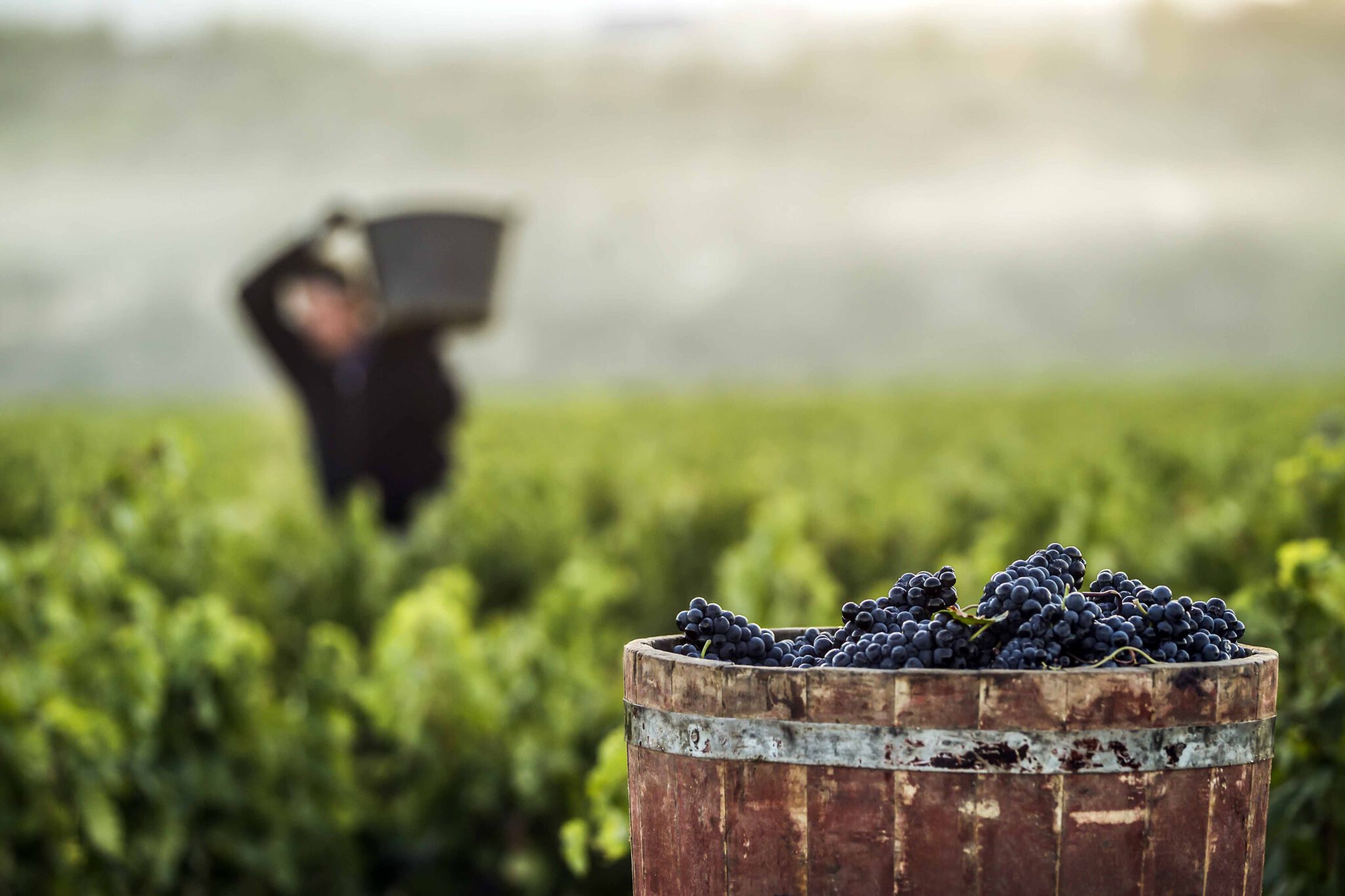 Rioja Wein: mein Wein-Guide und Wein-Entdeckungen