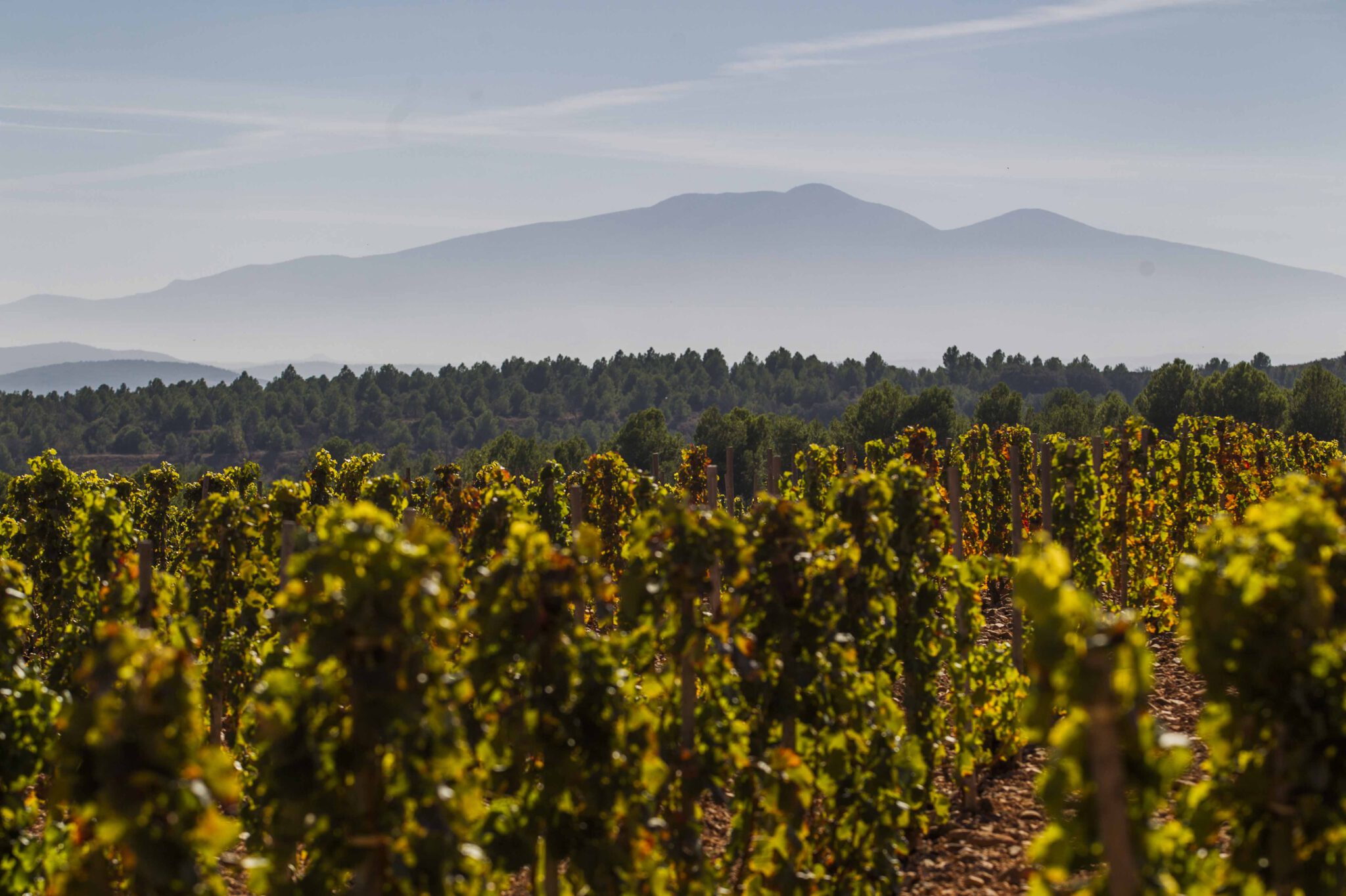 Rioja Wein: die Weinkaufsliste mit 5 Matches & alle Infos im Rioja Guide