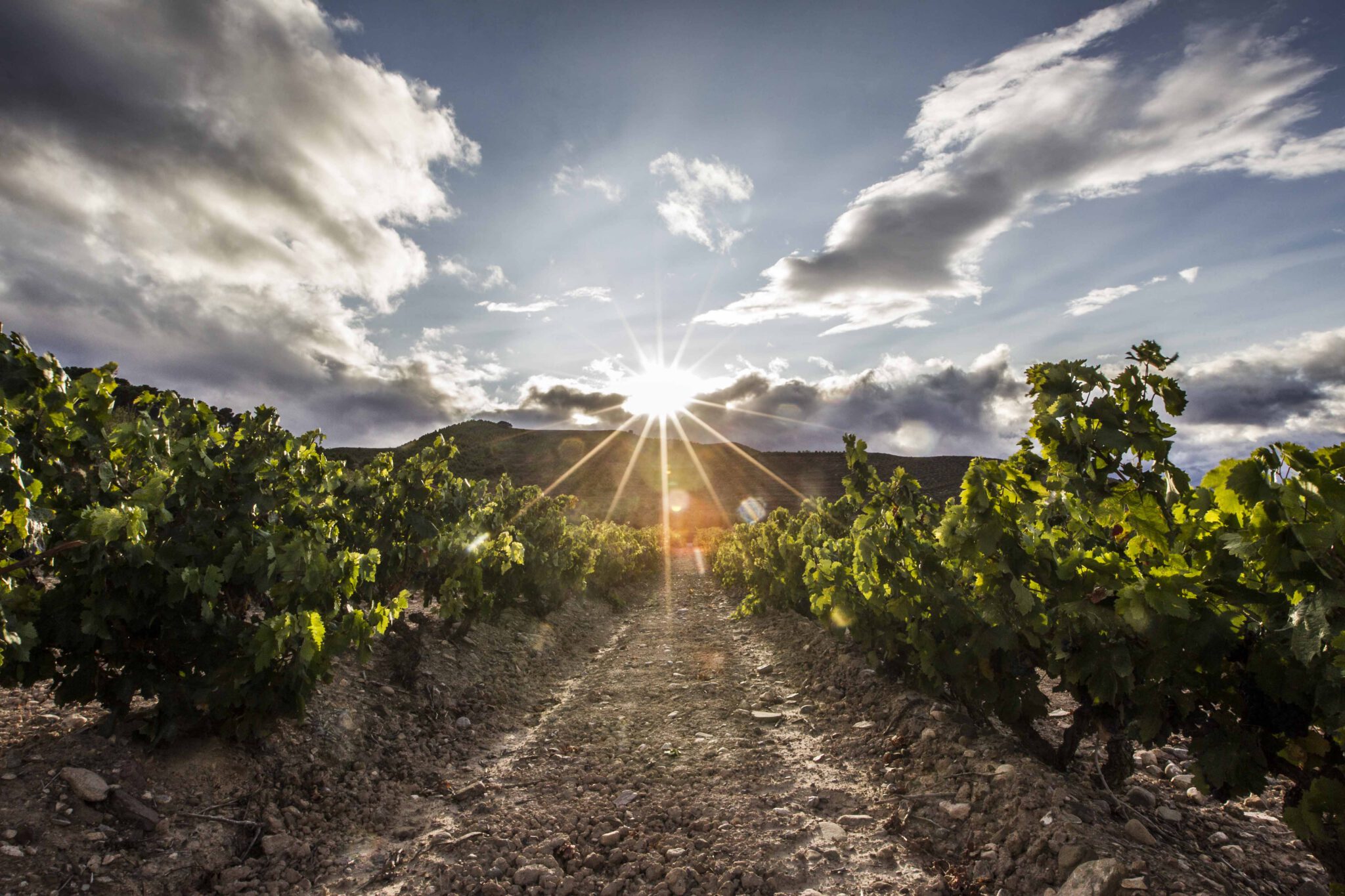 Rioja Wein: mein Wein-Guide und Wein-Entdeckungen