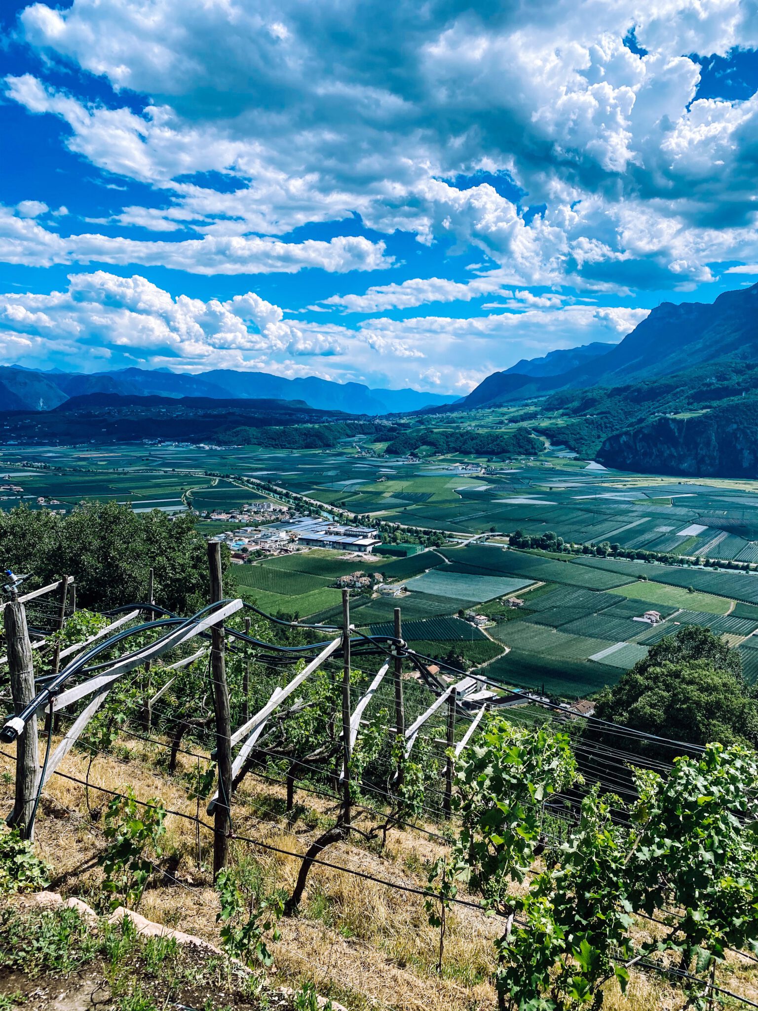 Cantina Terlan: Kellerei-Besuch mit Sauvignon Blanc Weinkaufsliste